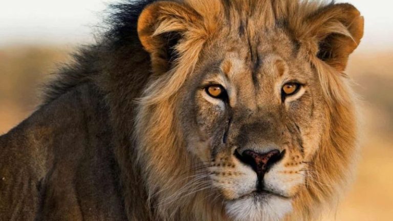 اعرف أكثر عن تفسير حلم الاسد في المنام للمطلقه لابن سيرين - تفسير ...